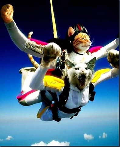 Kitty Stampede: TGIF Kitties